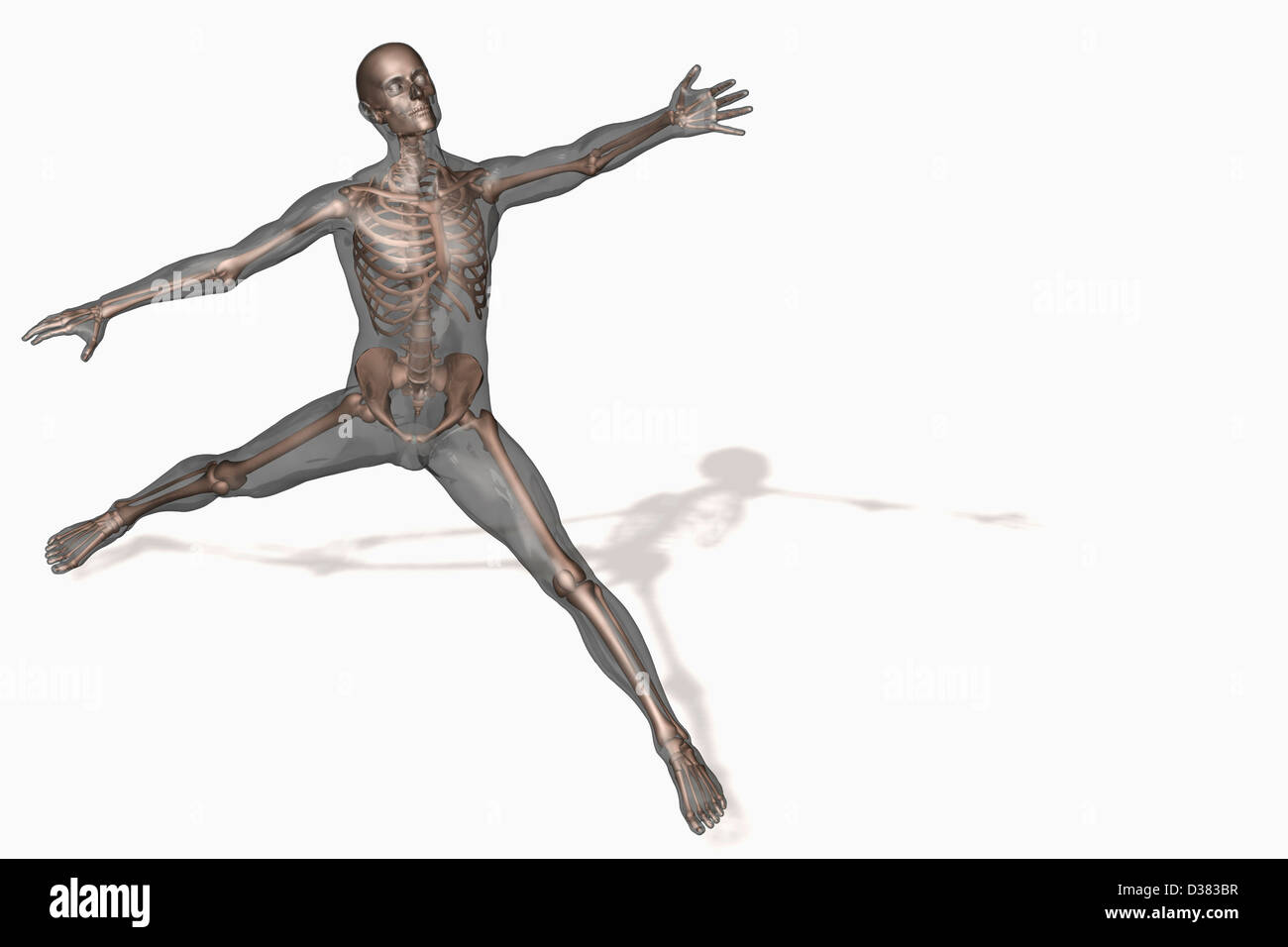 Human skeleton stretching Stock Photo - Alamy