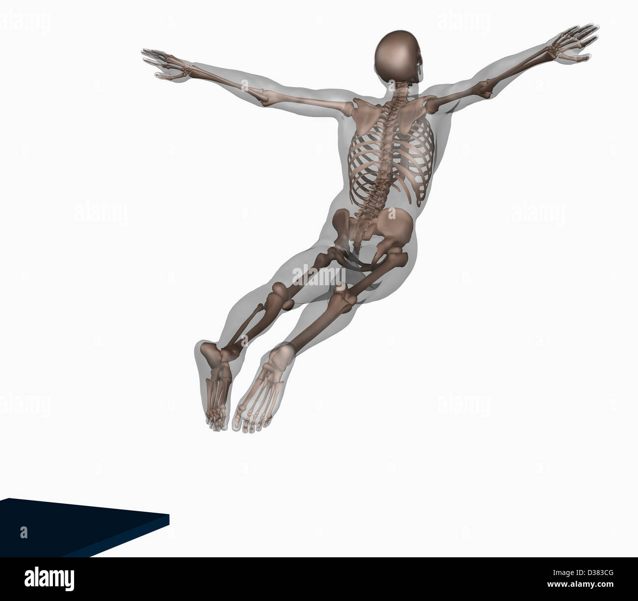 Human skeleton jumping off trampoline on white background Stock Photo ...