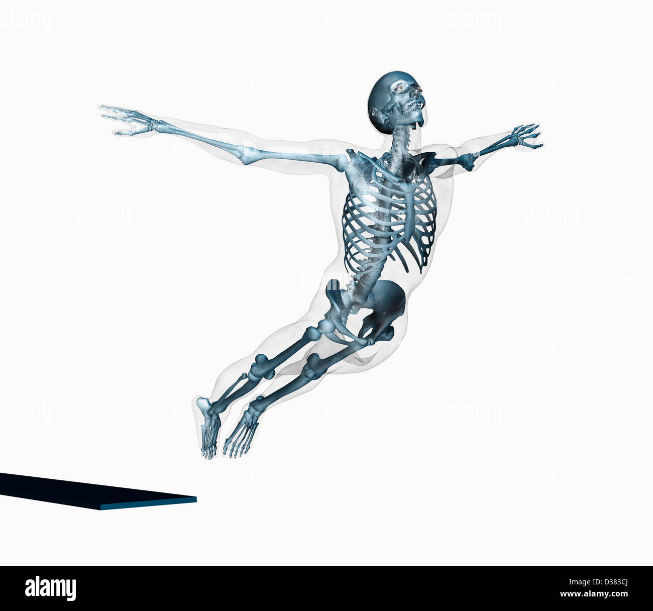 Human skeleton jumping off trampoline on white background Stock Photo - Alamy
