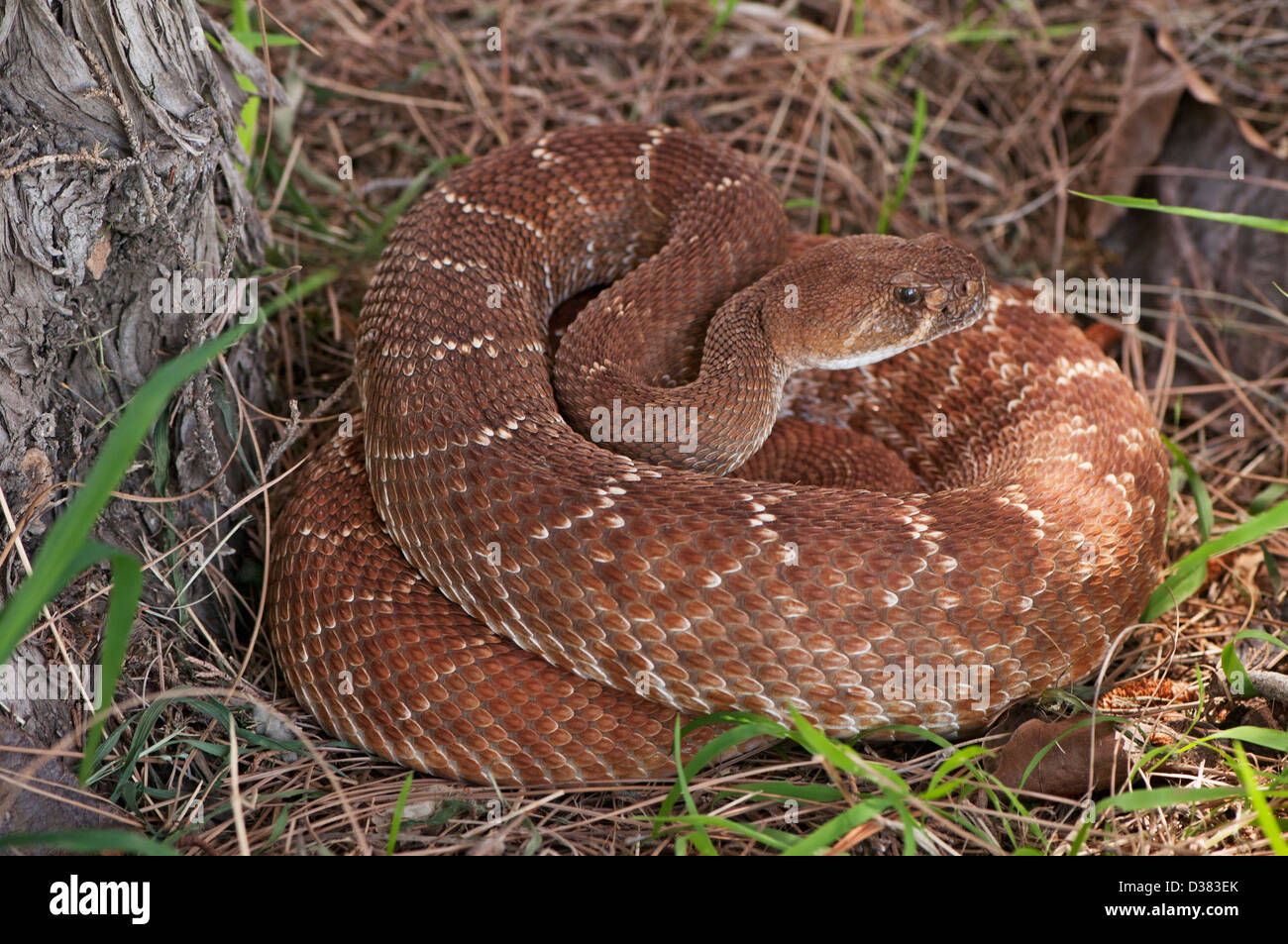 USA, Rattlesnake coiled in grass Stock Photo - Alamy