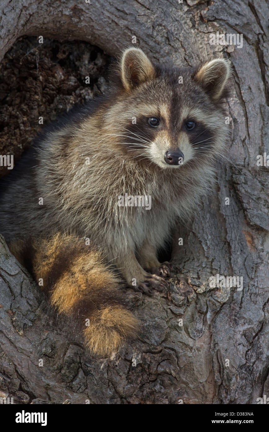 Tree of evolution biodiversity hi-res stock photography and images - Alamy