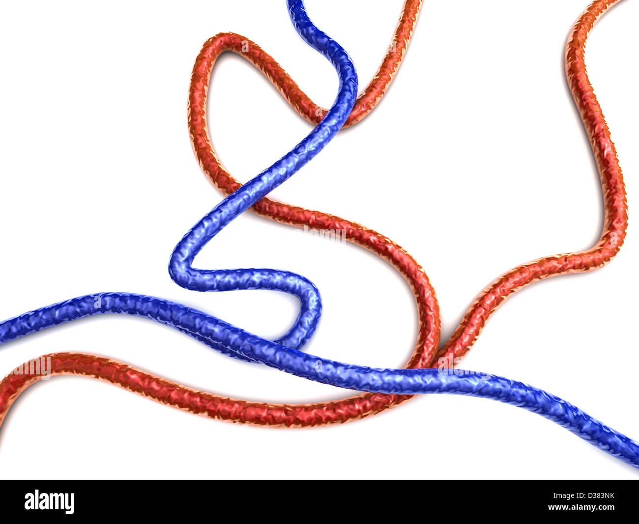 Veins and Arteries, the human blood circulation system. 3D rendered ...