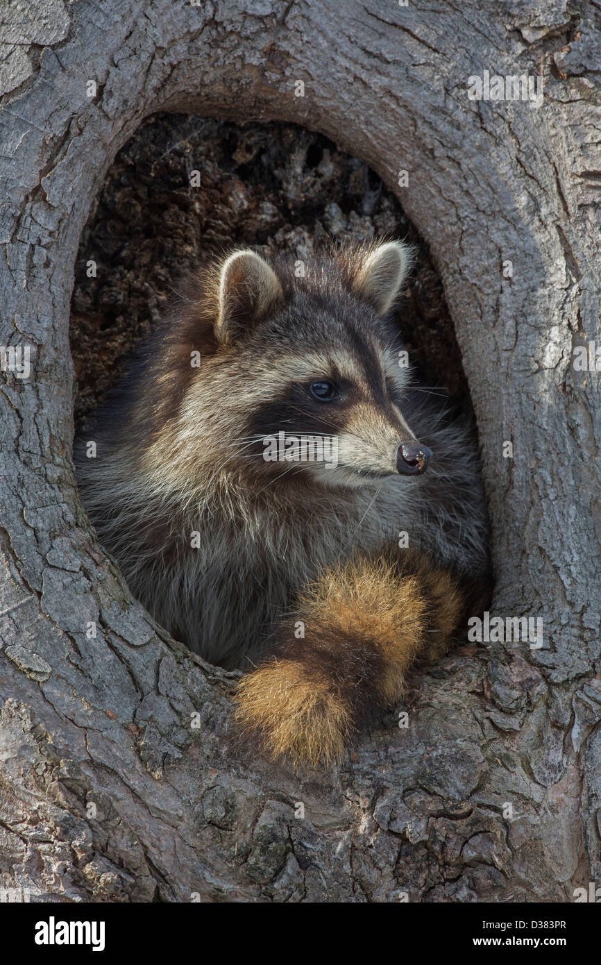 Tree of evolution biodiversity hi-res stock photography and images - Alamy