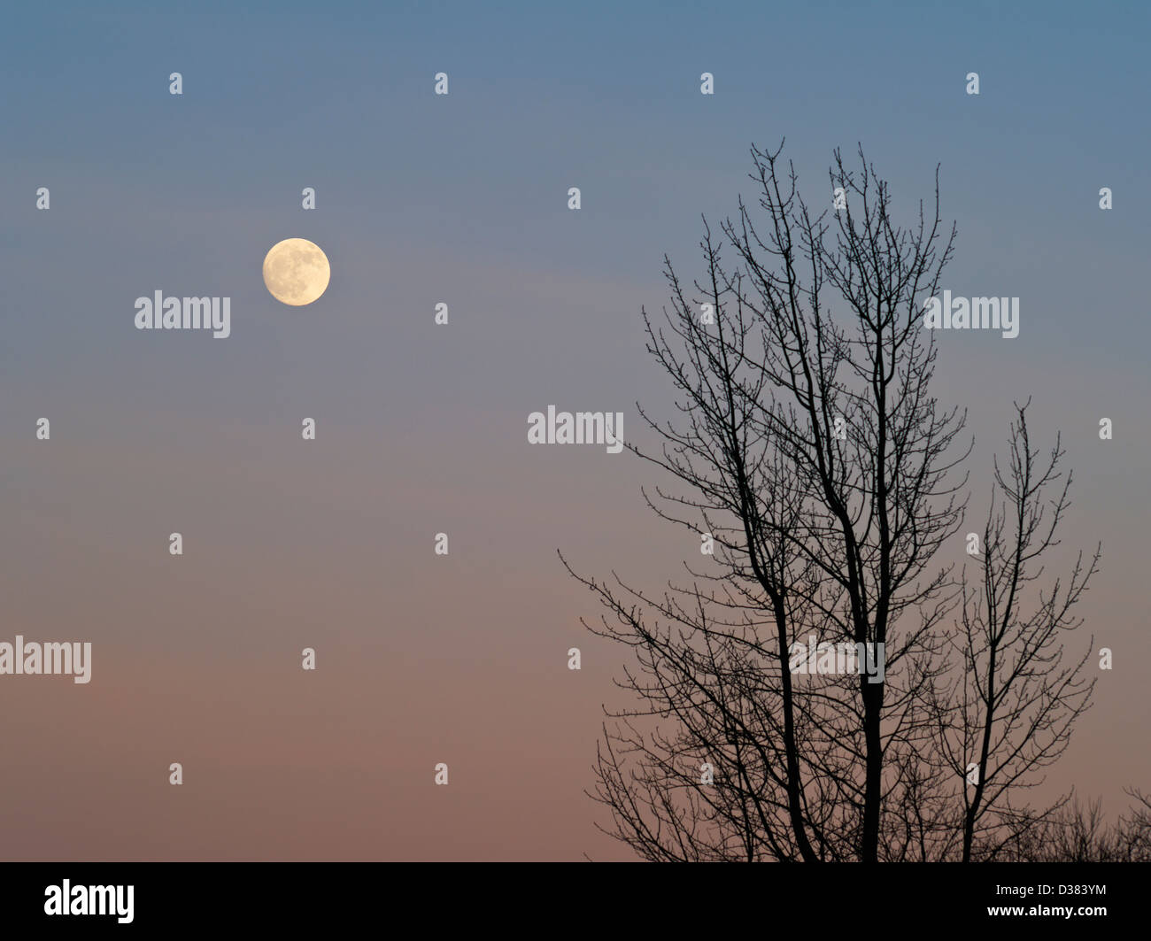 Full moon and bare sycamore tree Stock Photo - Alamy