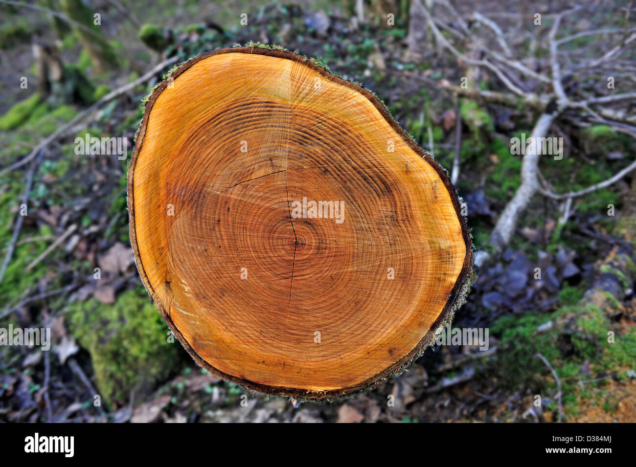 Sawn tree trunk hi-res stock photography and images - Alamy
