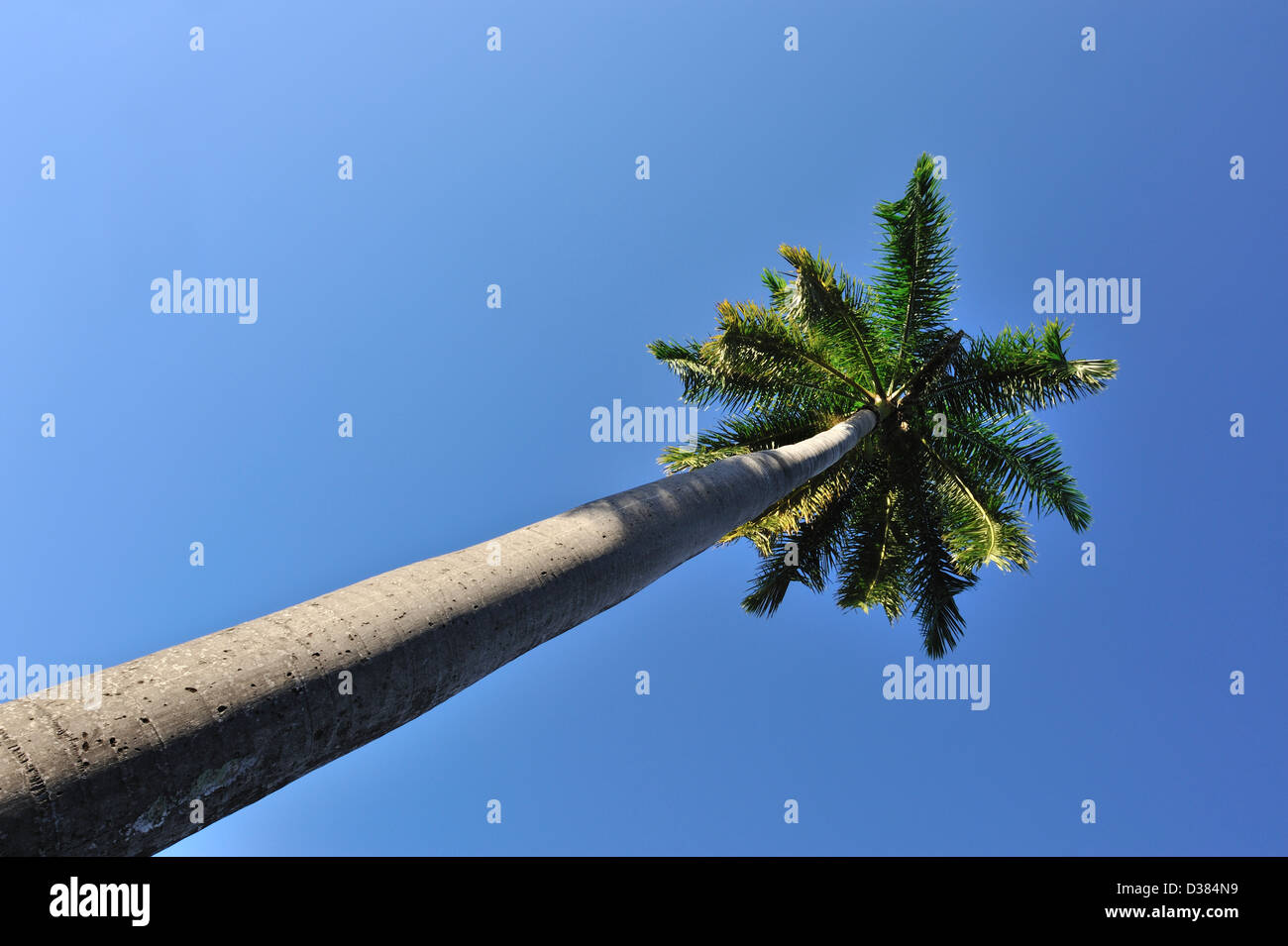 Palm tree, Trinidad, Cuba Stock Photo - Alamy