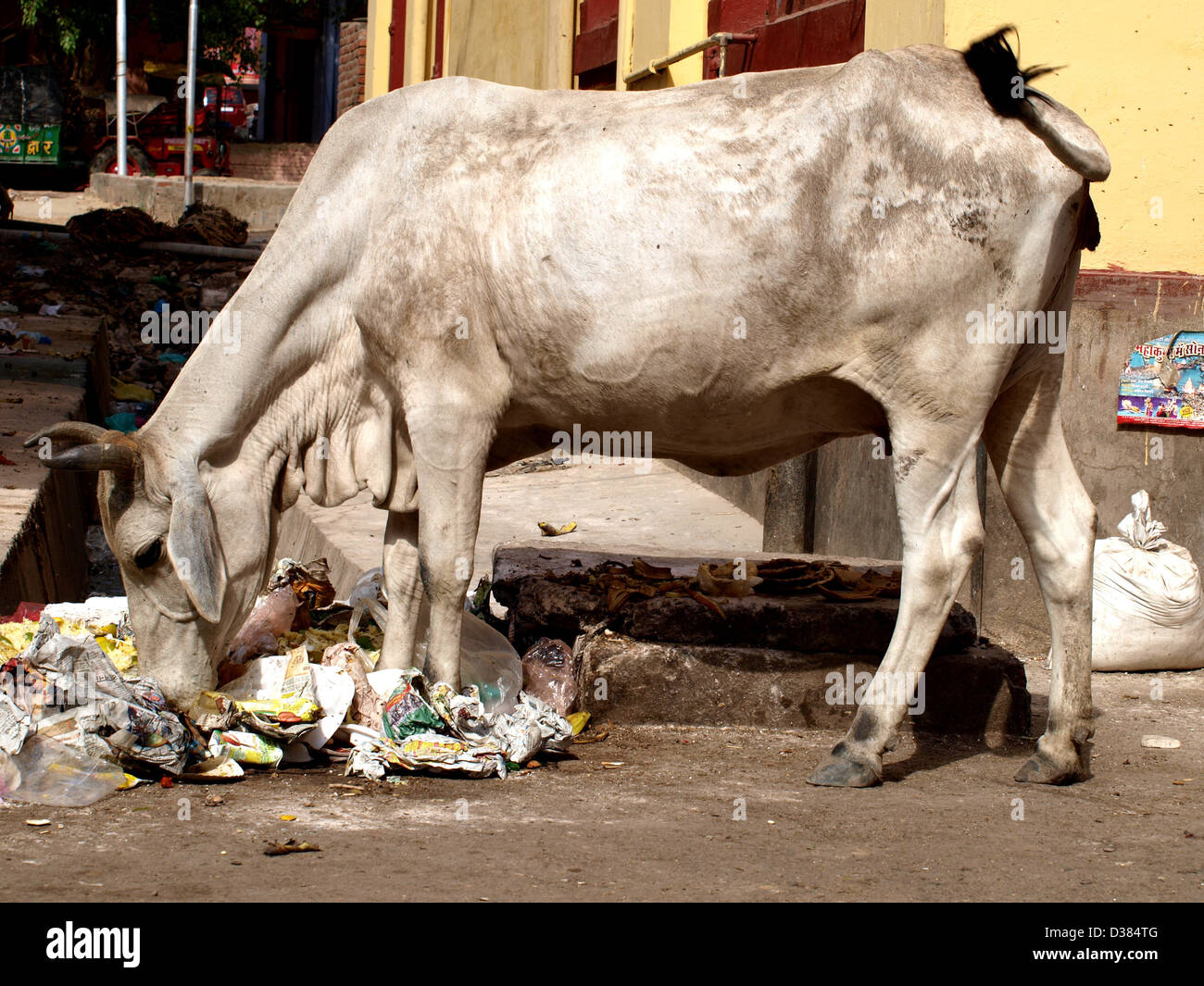 Wild Indian street cow, Varanasi, India Stock Photo - Alamy