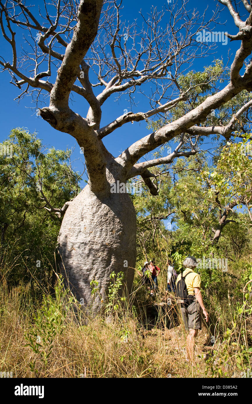 Boab tree, Raft Point, Collier Bay, Western Australia Stock Photo - Alamy