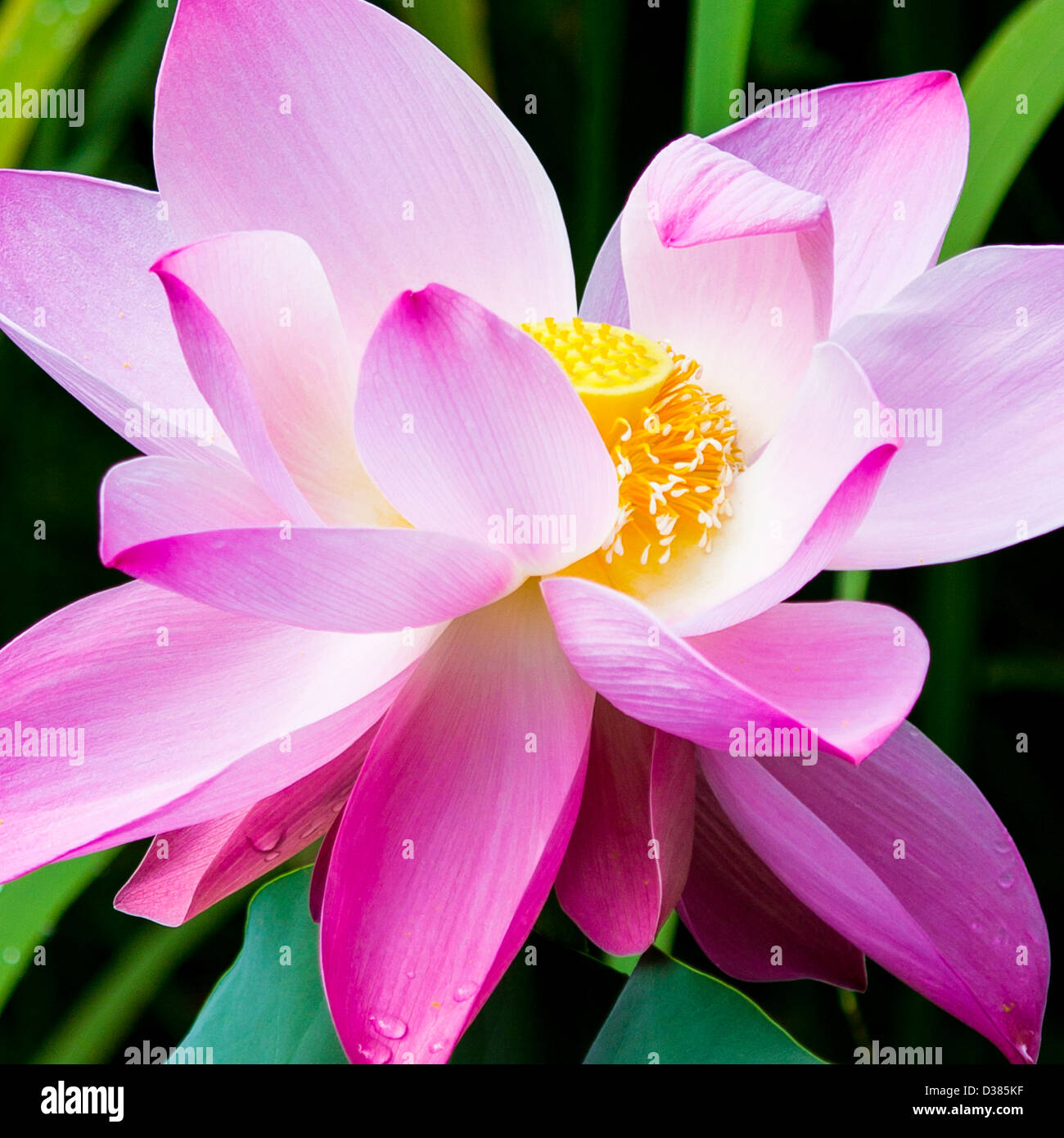 Nelumbo nucifera leaves hi-res stock photography and images - Alamy