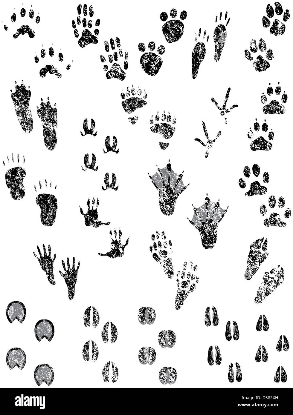 Pig tracks hi-res stock photography and images - Alamy