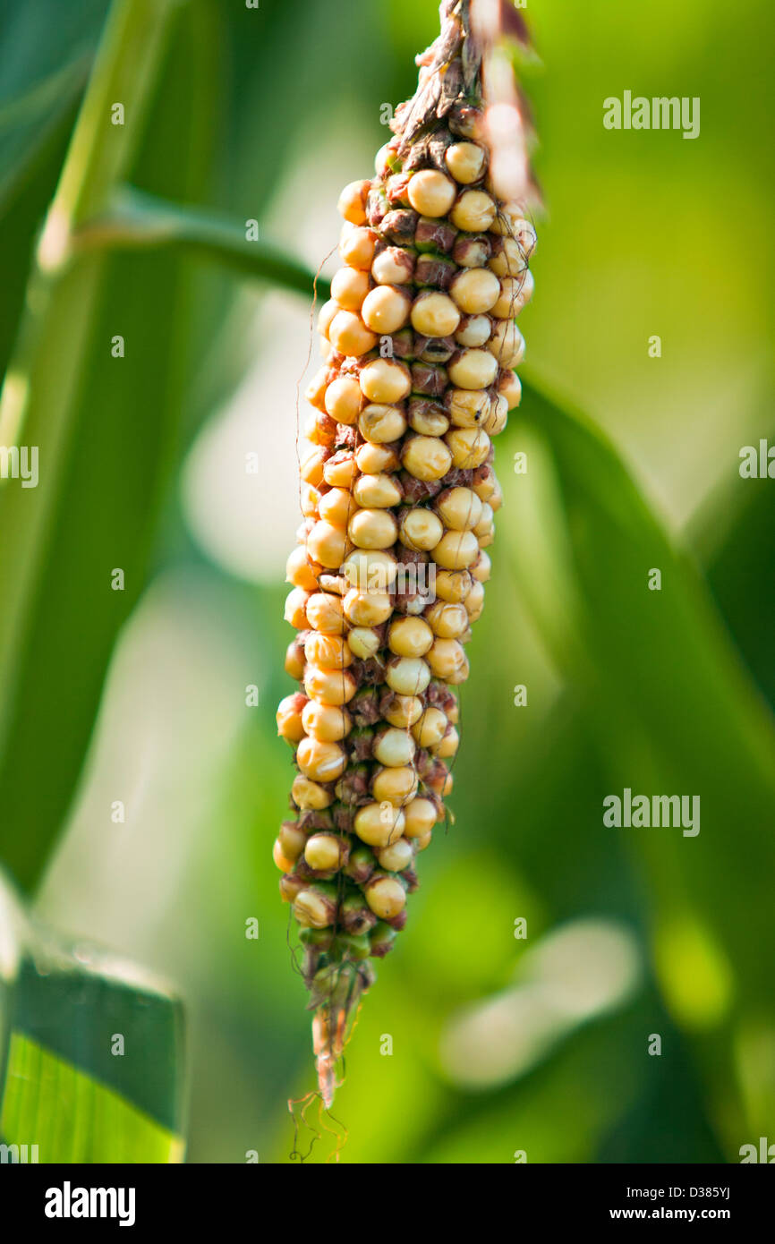 Maize hi-res stock photography and images - Alamy