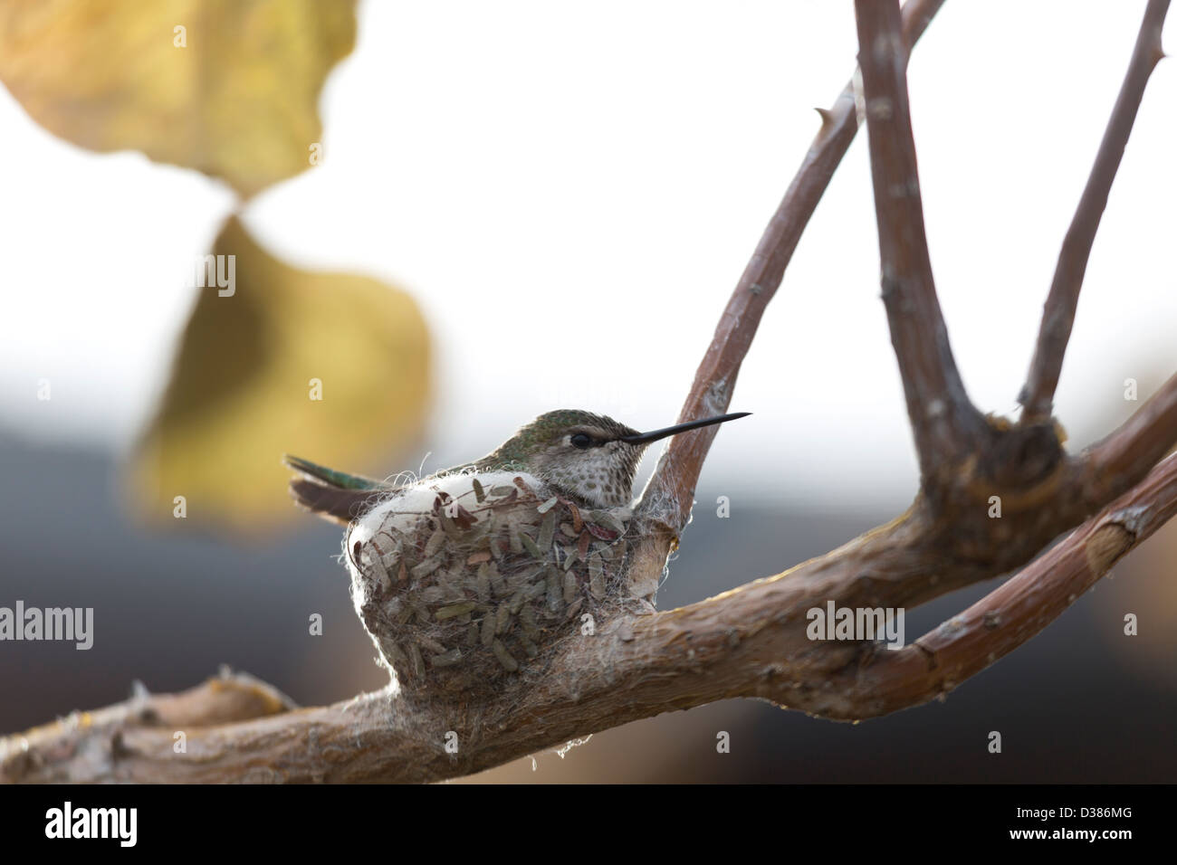 Hummingbird sits on its tiny nest made of leaf bits and spider webs ...