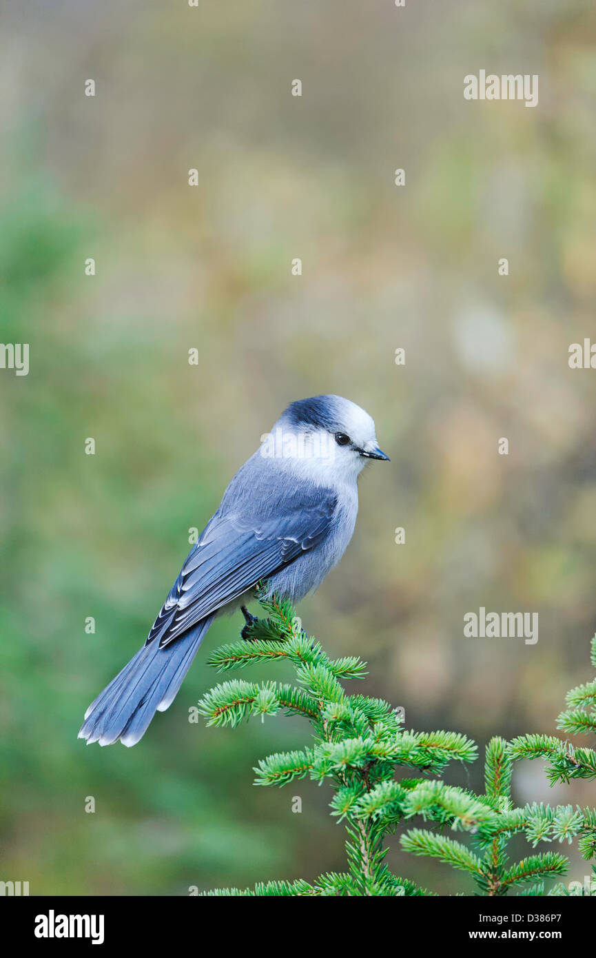 A gray jay in a spruce tree near Lake Minnewanka in Banff National Park ...