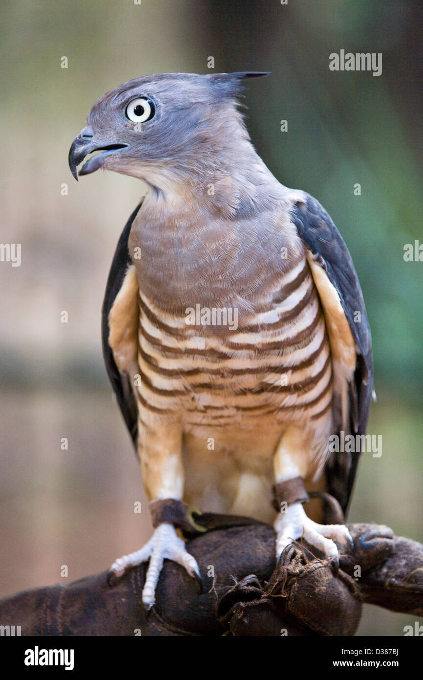 Pacific baza or crested hawk, Territory Wildlife Park near Darwin ...
