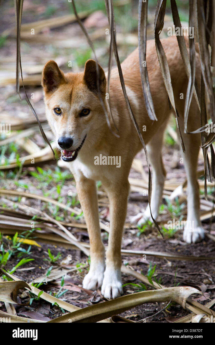 Dingo, Territory Wildlife Park, Berry Springs (near Darwin), Northern ...