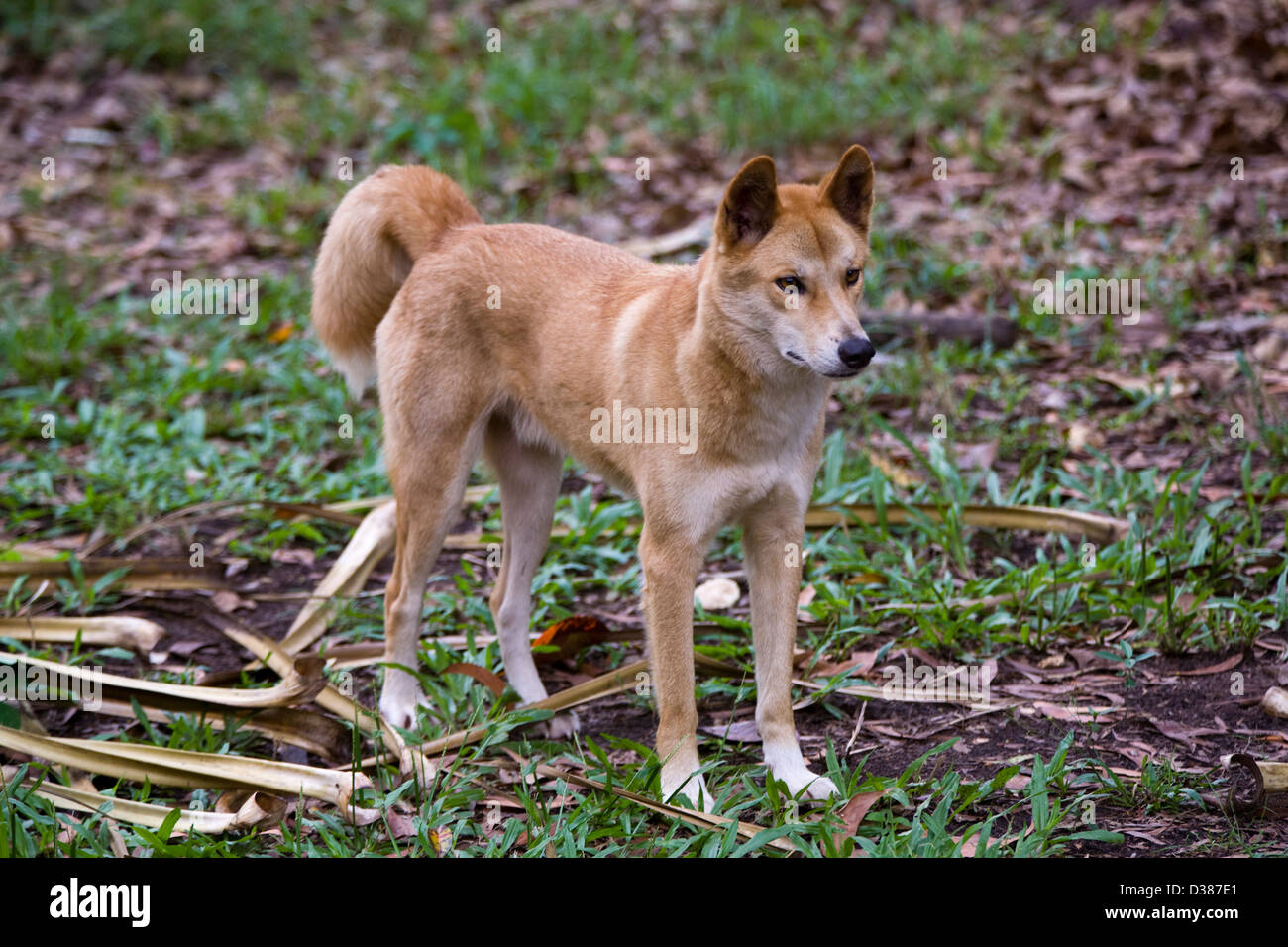 Dingo, Territory Wildlife Park, Berry Springs (near Darwin), Northern ...
