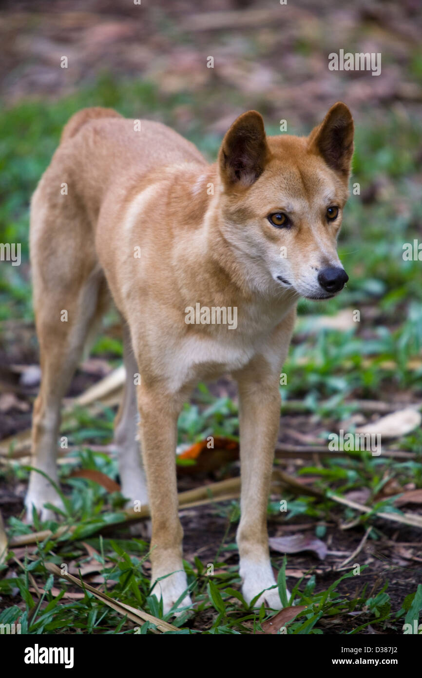 Dingo, Territory Wildlife Park, Berry Springs (near Darwin), Northern ...
