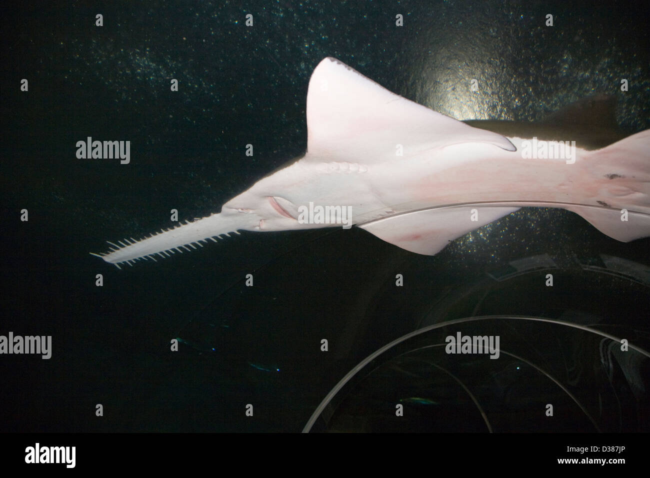 Sawfish, Territory Wildlife Park in Berry Springs (near Darwin ...