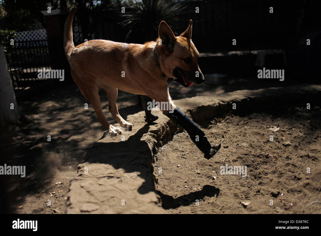 Prosthetic legs dog hi-res stock photography and images - Alamy