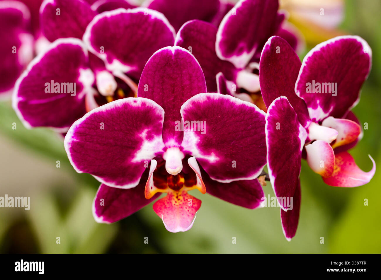 Close up of colorful orchid plants in full blossom Stock Photo - Alamy
