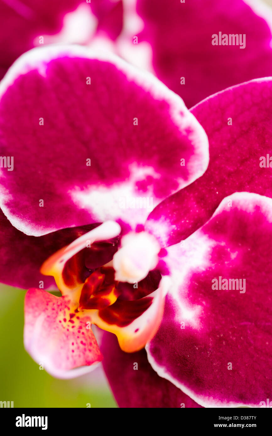 Close up of colorful orchid plants in full blossom Stock Photo - Alamy