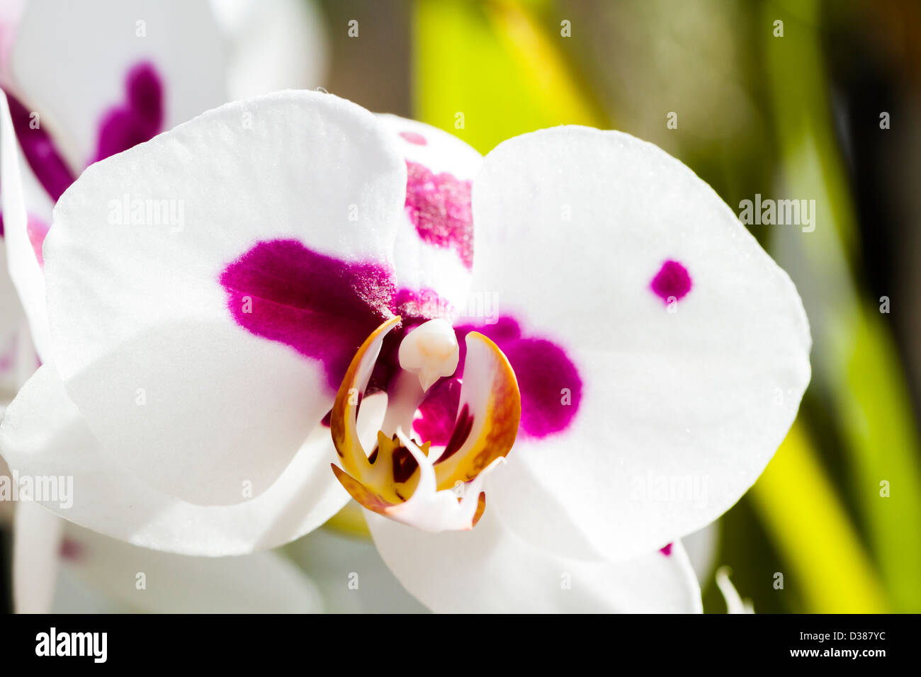 Close up of colorful orchid plants in full blossom Stock Photo - Alamy