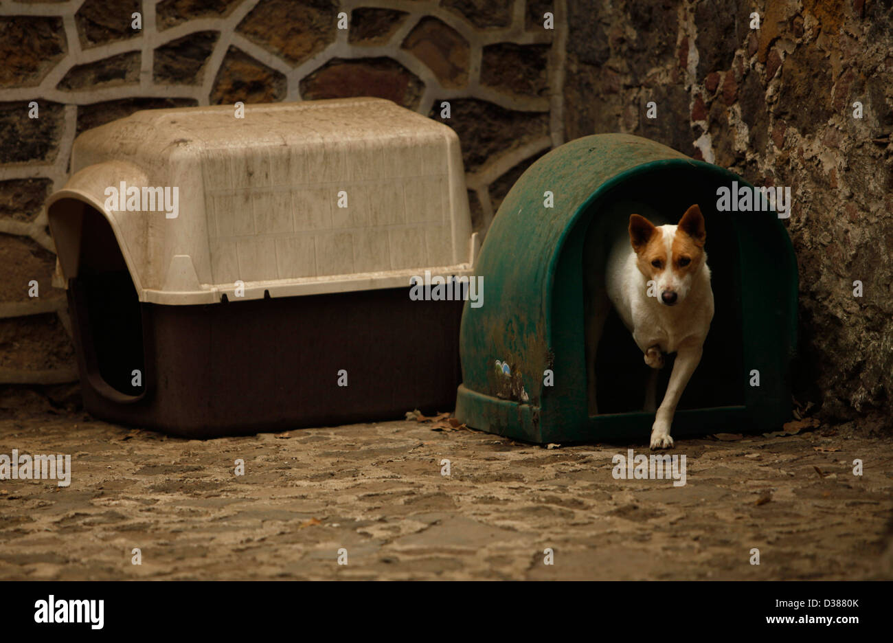 A dog with a missing leg hides in a doghouse at the "Milagros Caninos ...