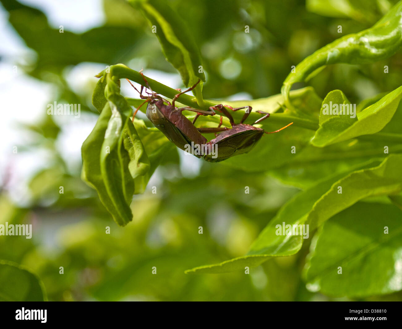 Shield bugs (Pentatomoidea) mating on a lime tree Stock Photo - Alamy