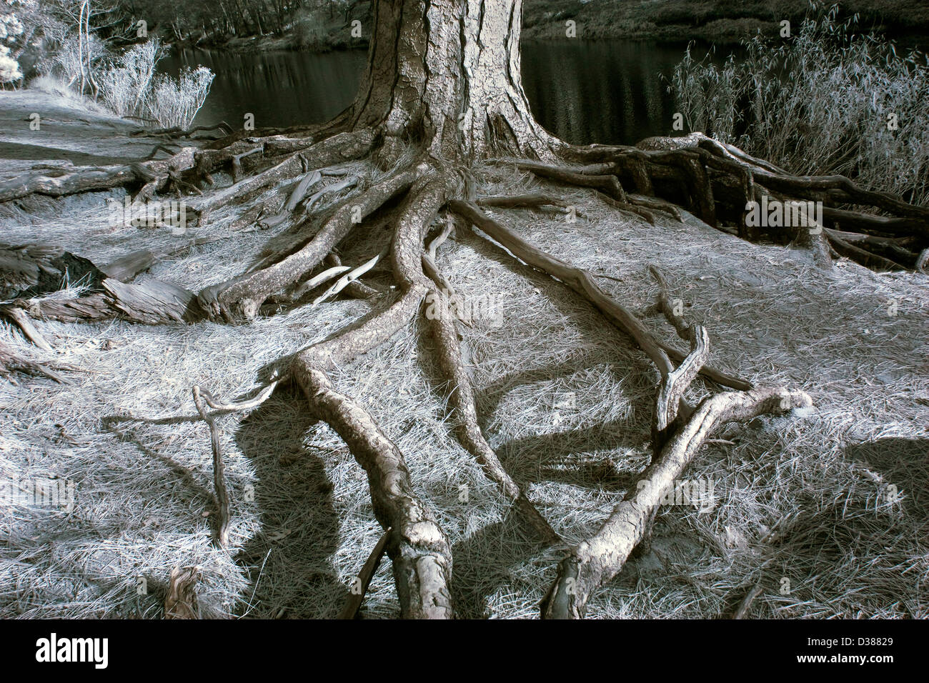 An infrared photograph of tree roots Stock Photo - Alamy