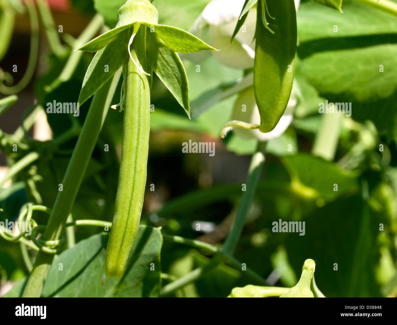 Pea pod on plant hi-res stock photography and images - Alamy