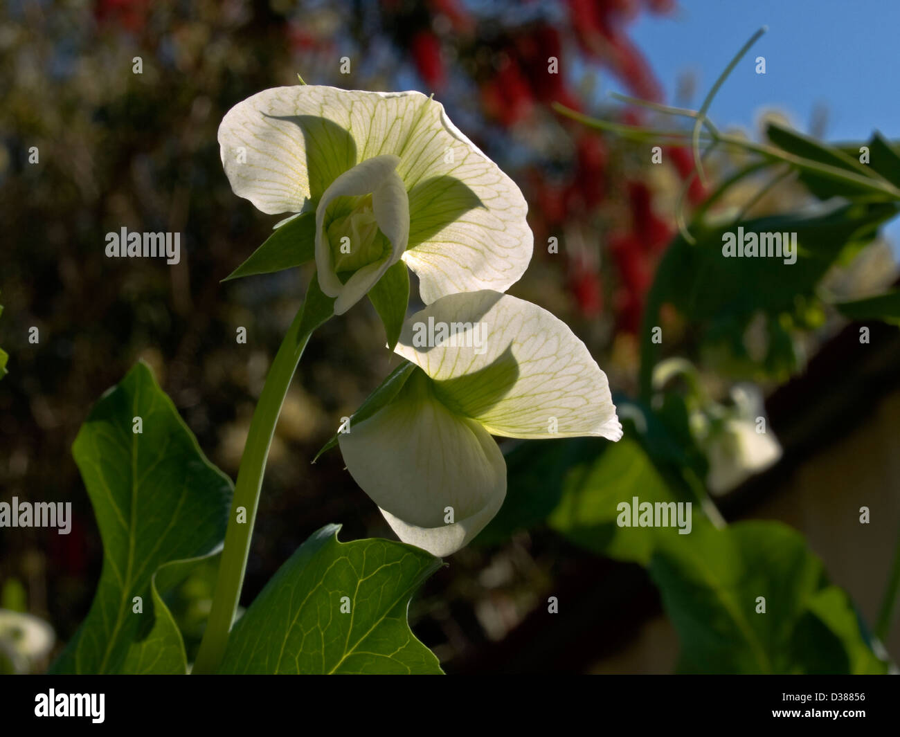 Pea Plant Flower High Resolution Stock Photography and Images - Alamy