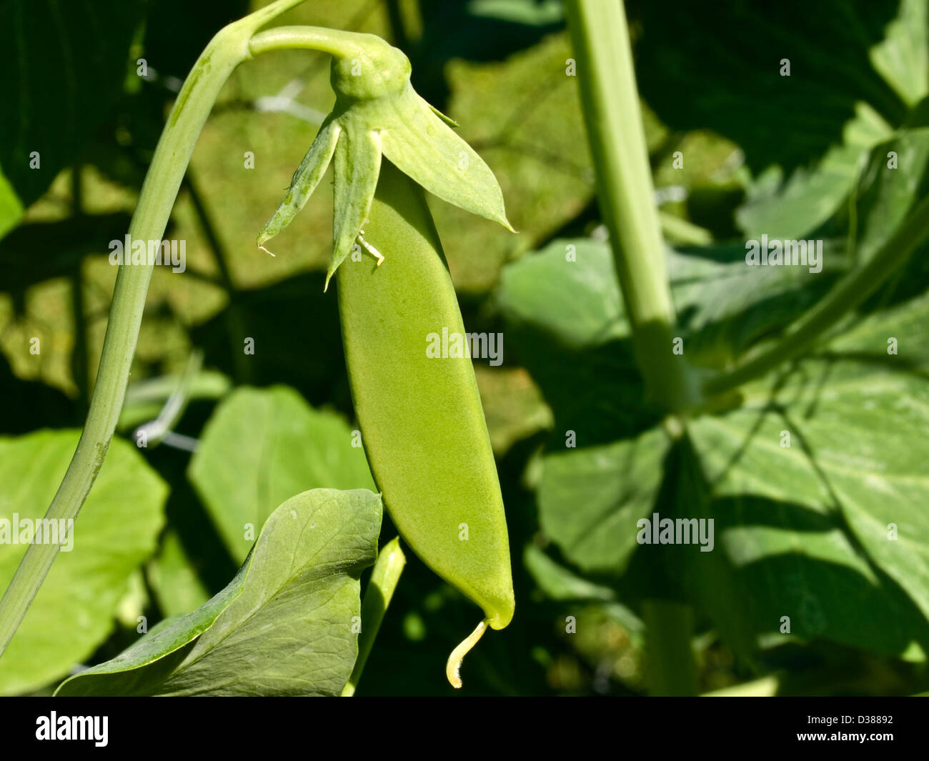 Pea pod plant not people hi-res stock photography and images - Alamy