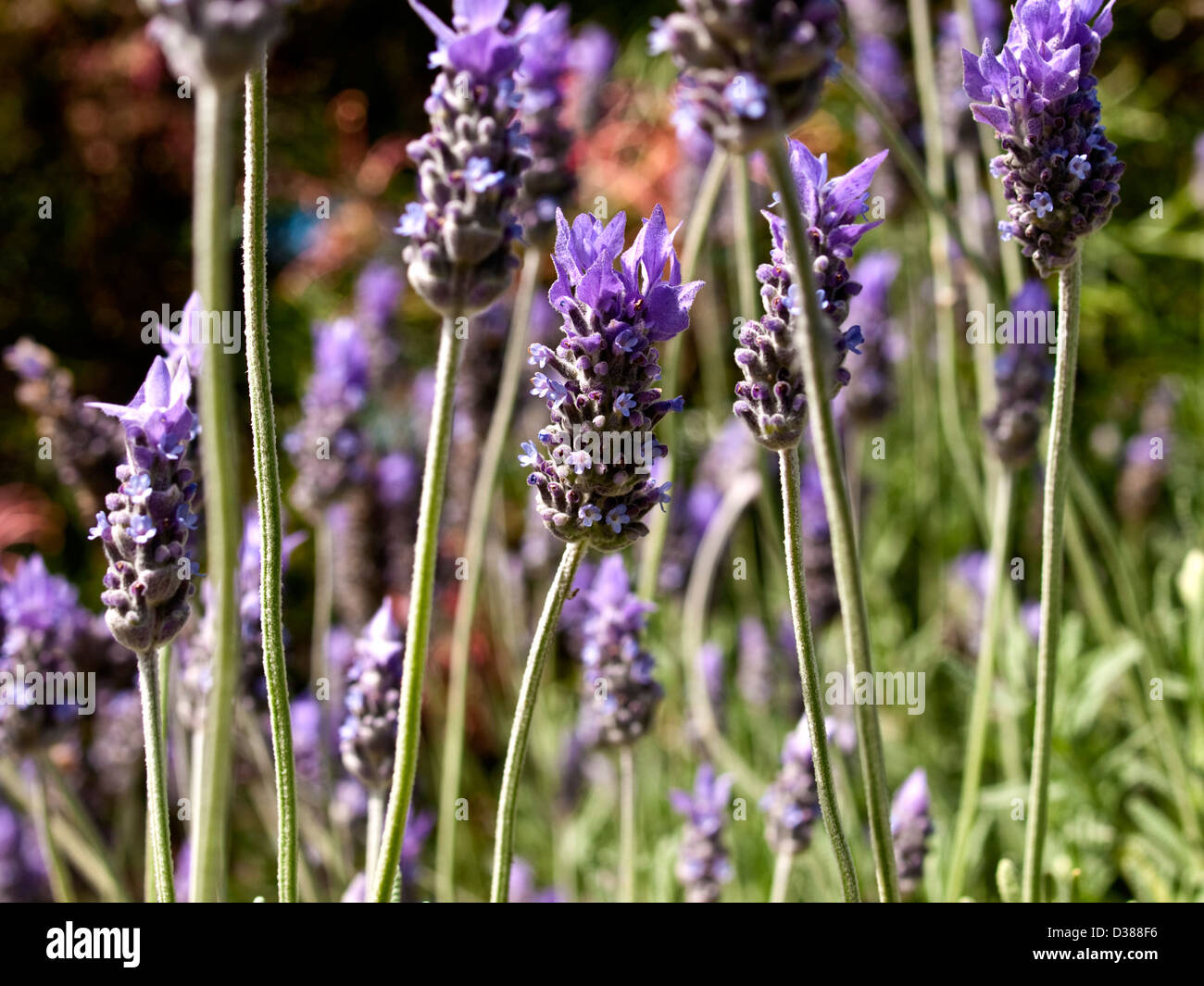 Lavender flowers (Lavandula Stock Photo - Alamy