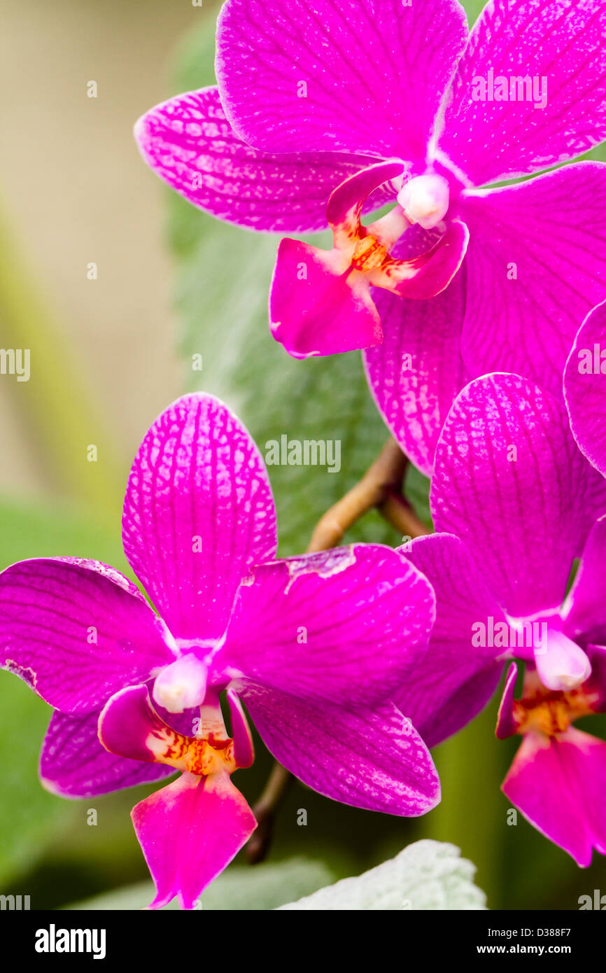 Close up of colorful orchid plants in full blossom Stock Photo - Alamy