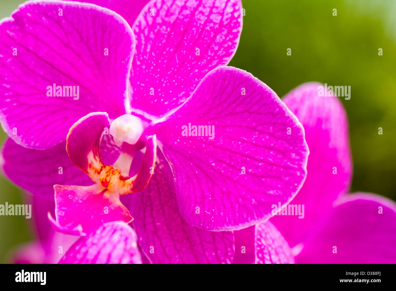Close up of colorful orchid plants in full blossom Stock Photo - Alamy