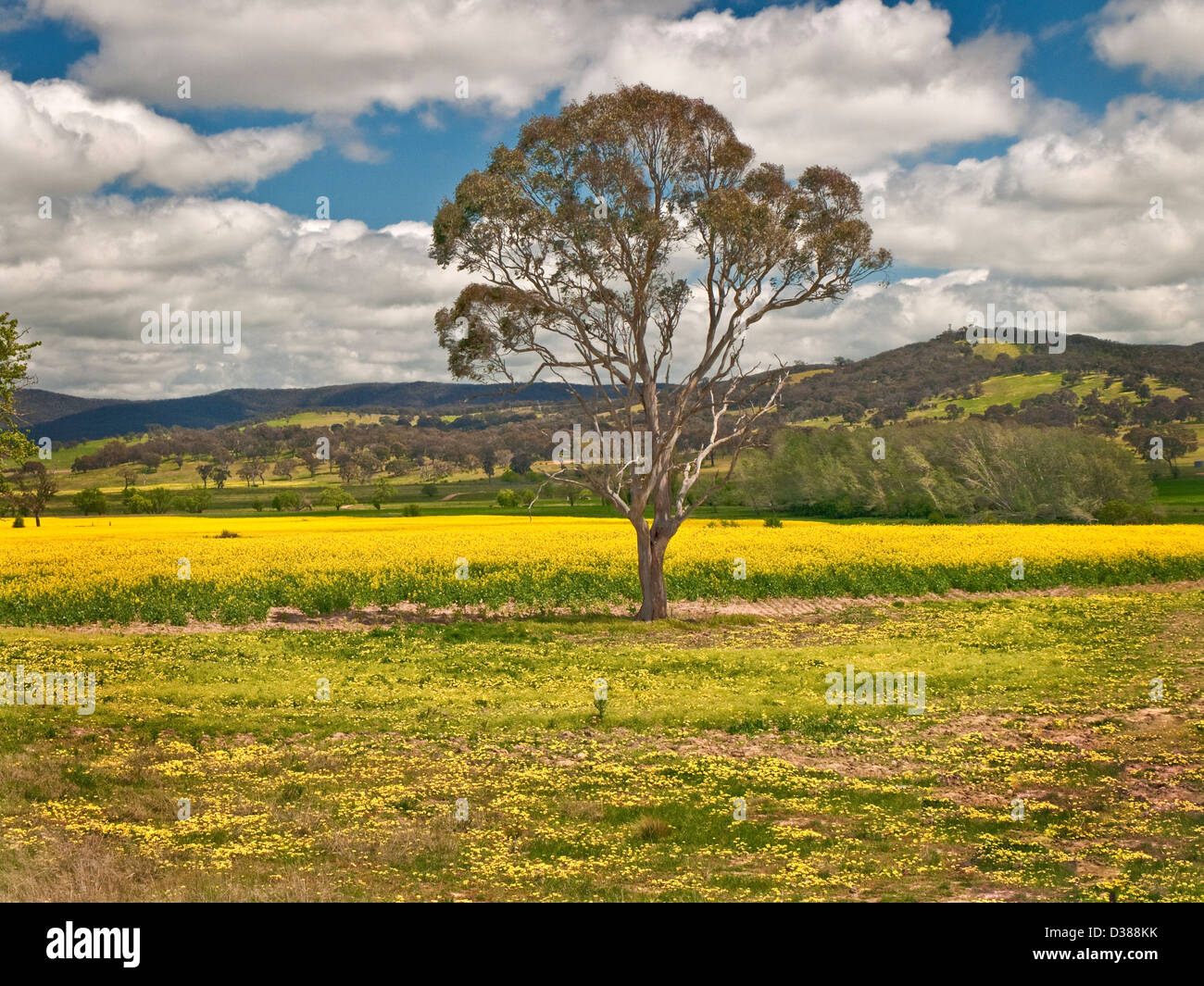 Yellow flowering tree australia hi-res stock photography and images - Alamy