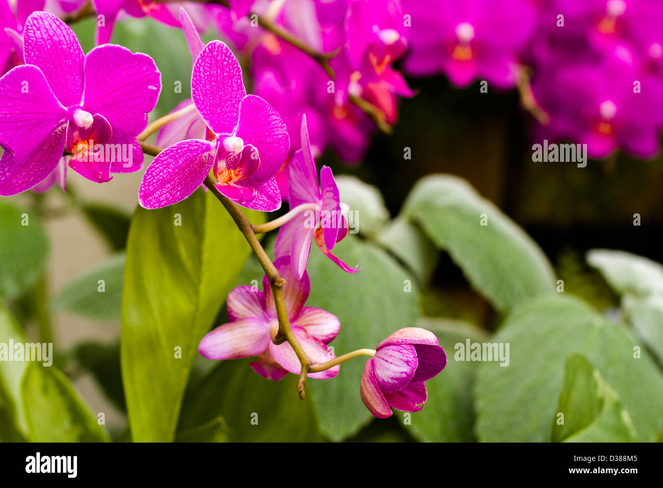 Close up of colorful orchid plants in full blossom Stock Photo - Alamy