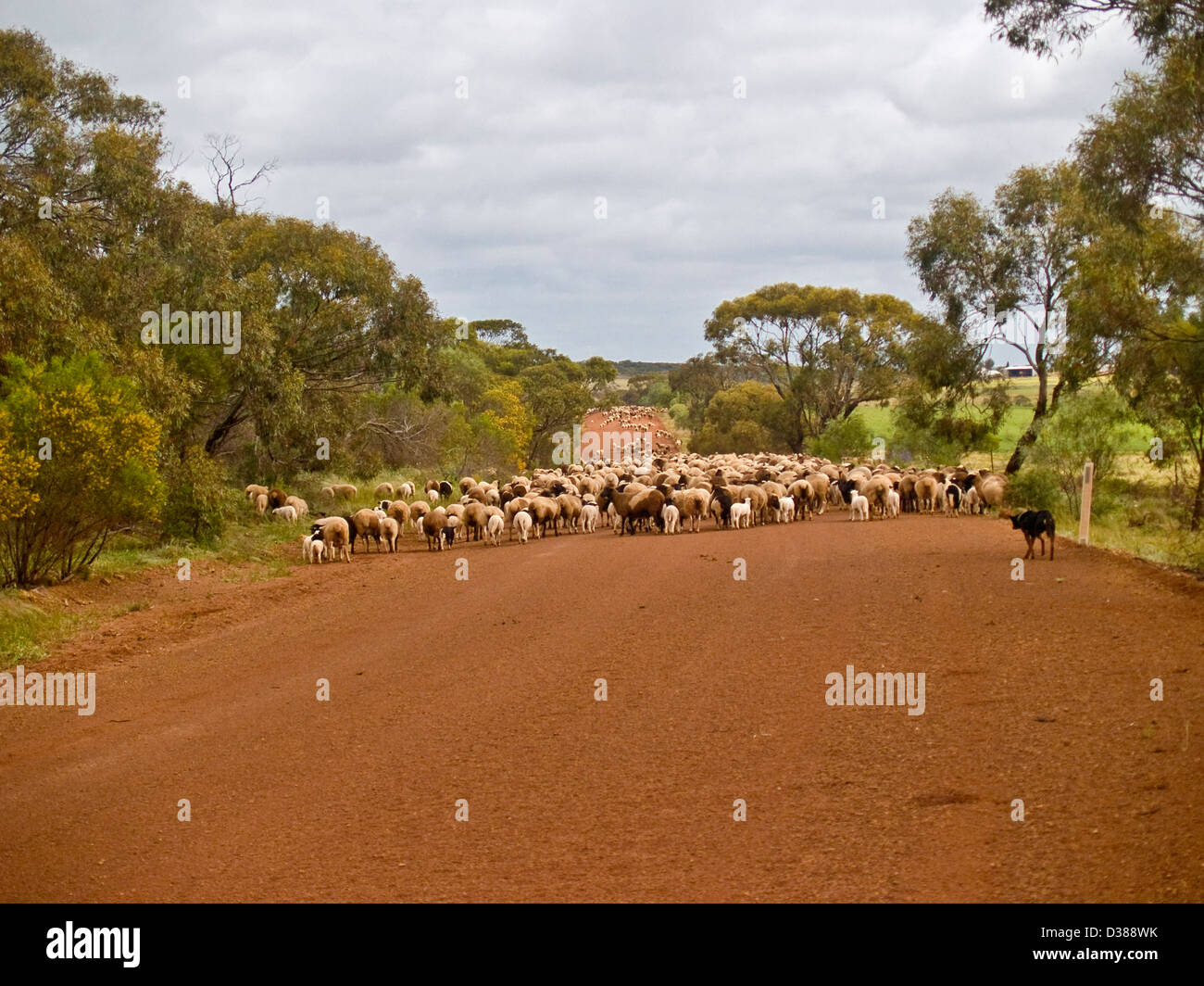 Sheep Along The Road High Resolution Stock Photography and Images - Alamy