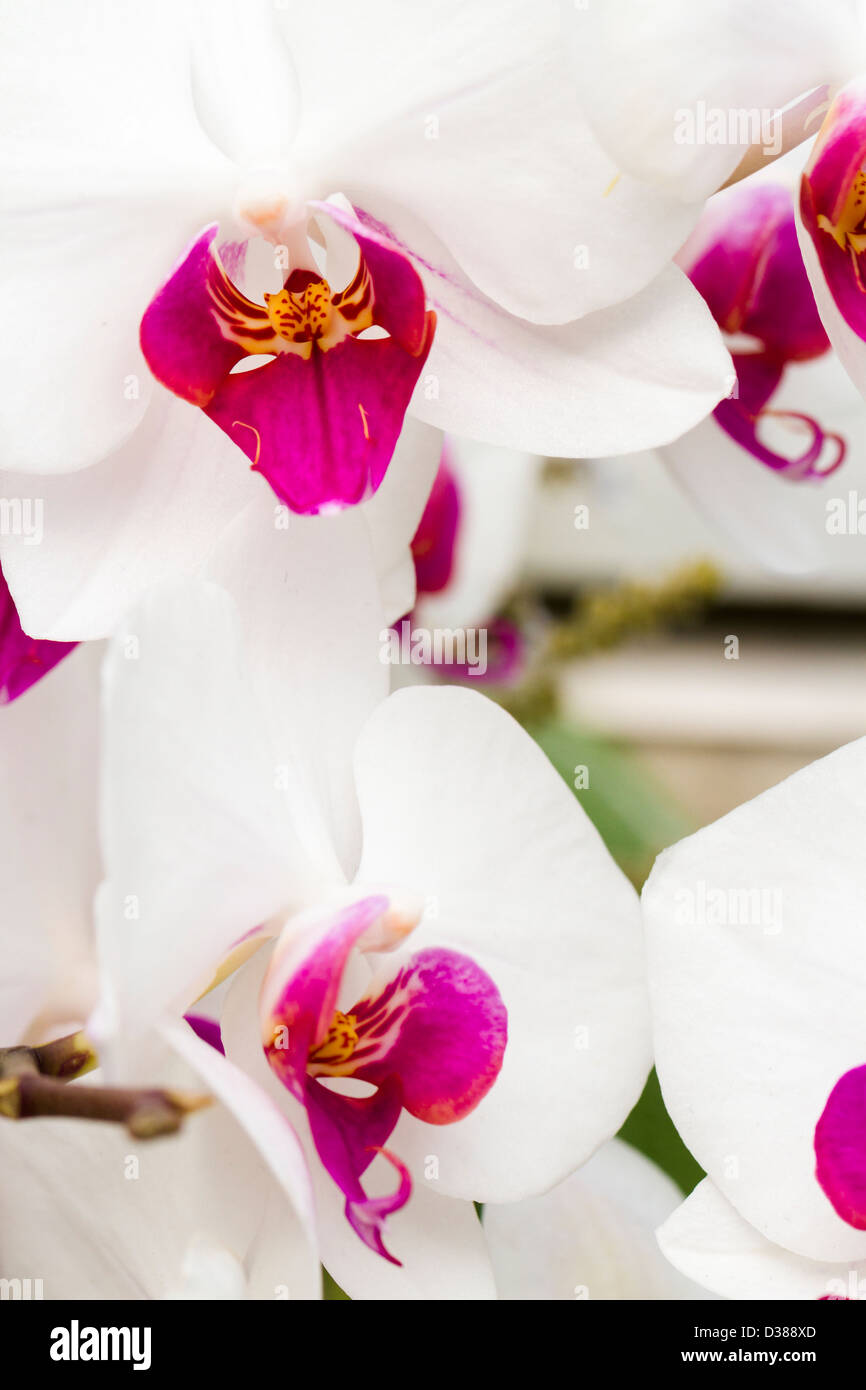 Close up of colorful orchid plants in full blossom Stock Photo - Alamy