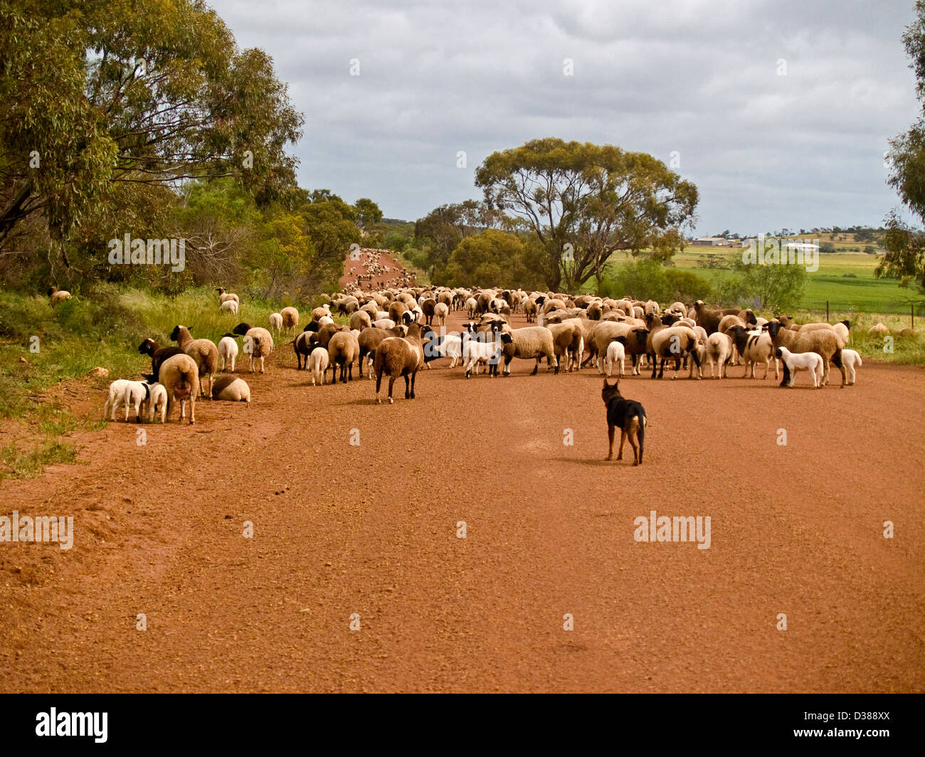 Droving Australia High Resolution Stock Photography and Images - Alamy