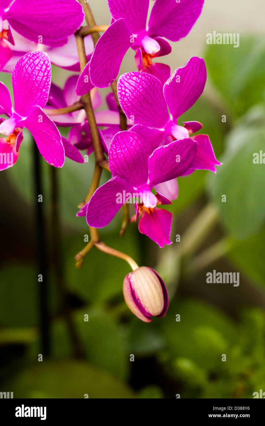 Close up of colorful orchid plants in full blossom Stock Photo - Alamy