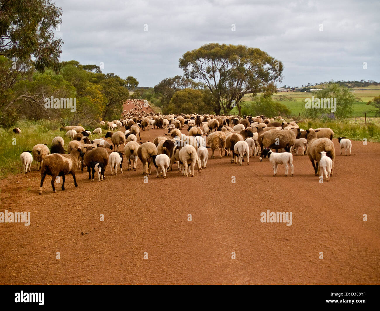 Sheep being herded along dirt road, near Mullewa, Western Australia ...