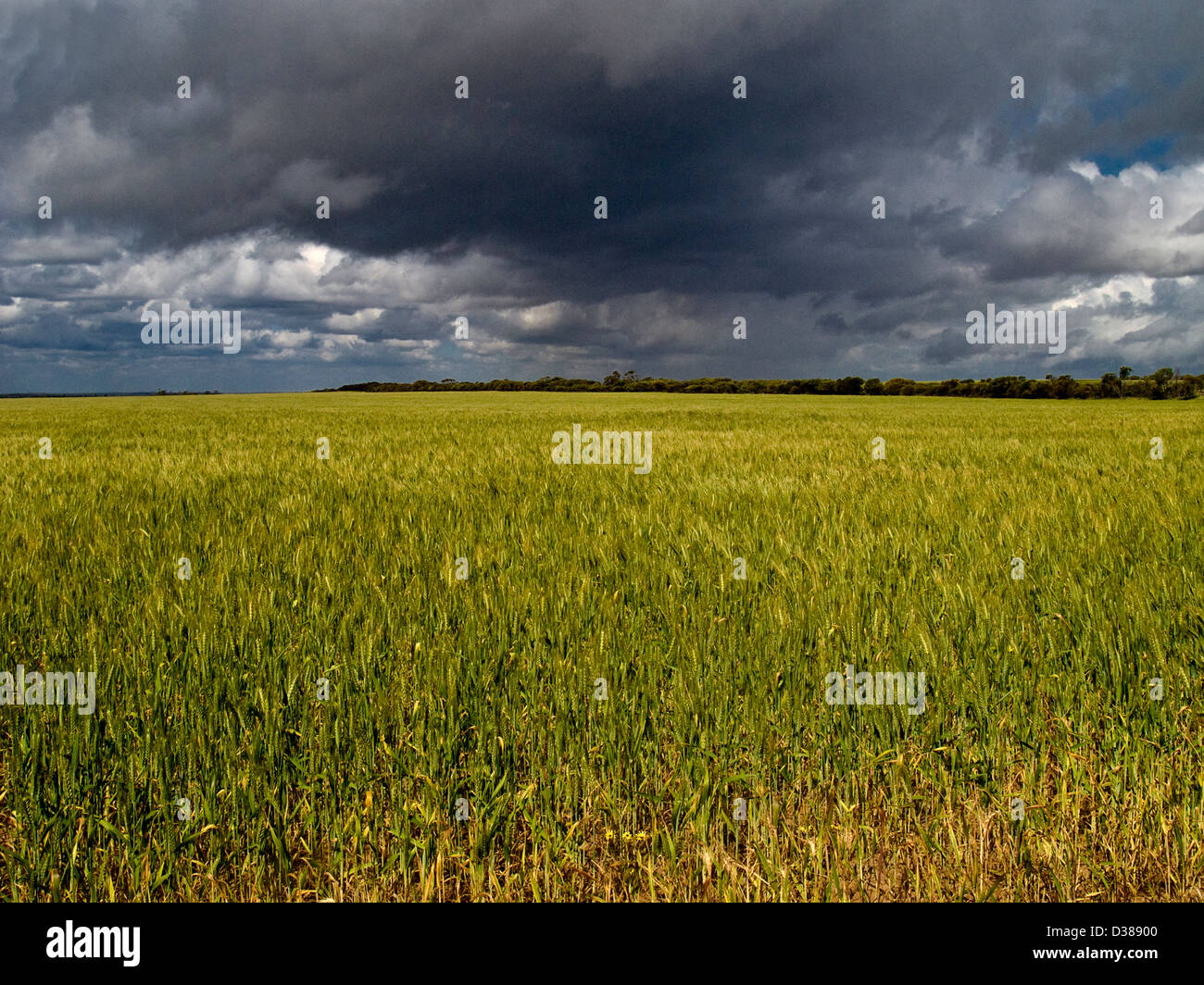 Stormclouds over wheatfield, near Moora, Western Australia Stock Photo ...