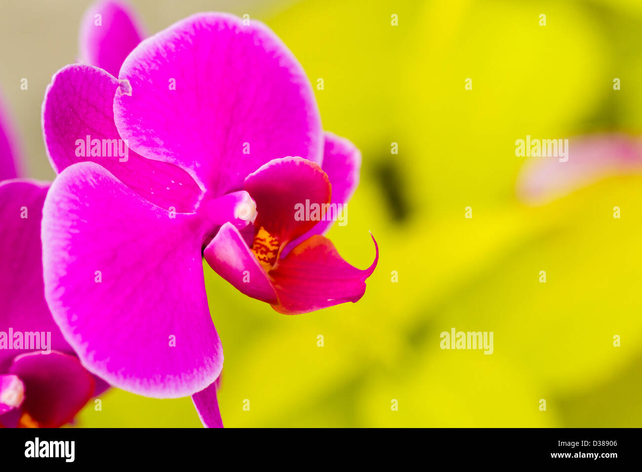 Close up of colorful orchid plants in full blossom Stock Photo - Alamy