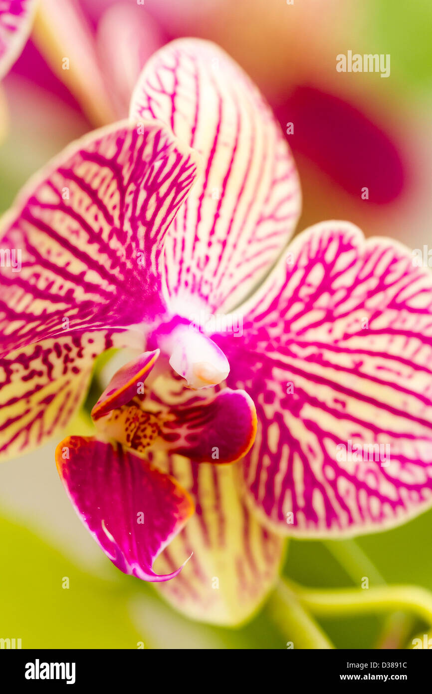 Close up of colorful orchid plants in full blossom Stock Photo - Alamy