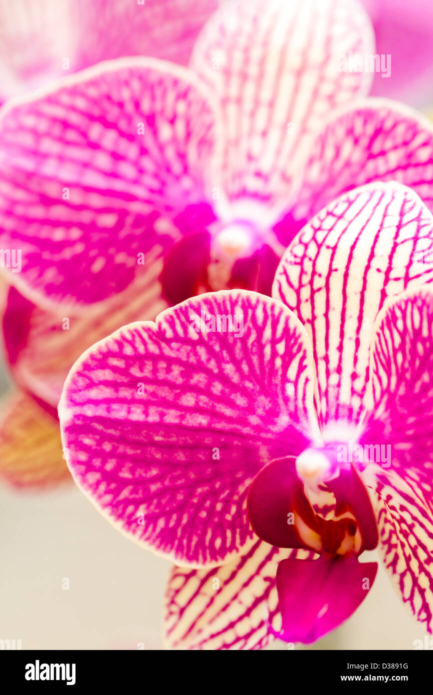 Close up of colorful orchid plants in full blossom Stock Photo - Alamy