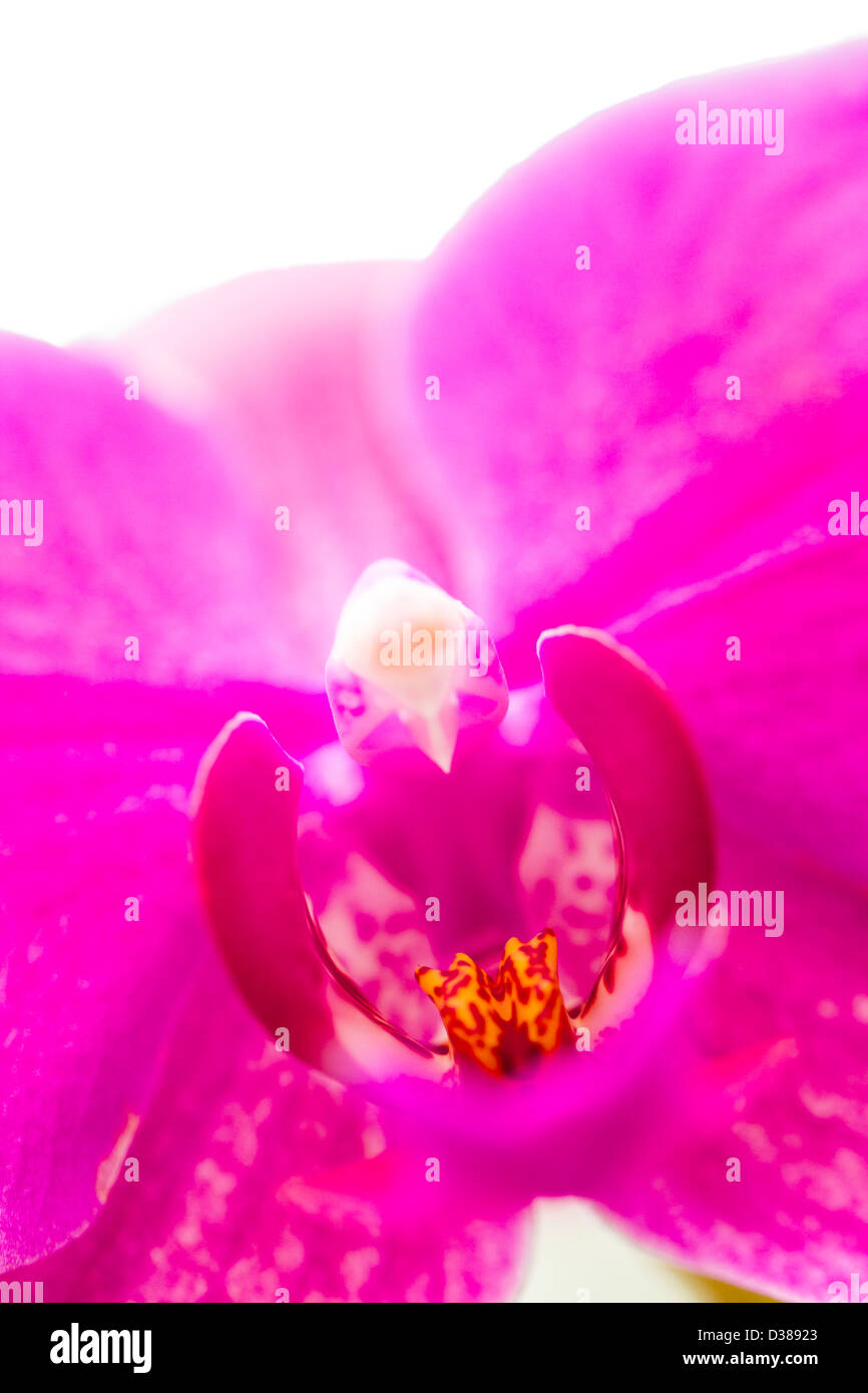 Close up of colorful orchid plants in full blossom Stock Photo - Alamy