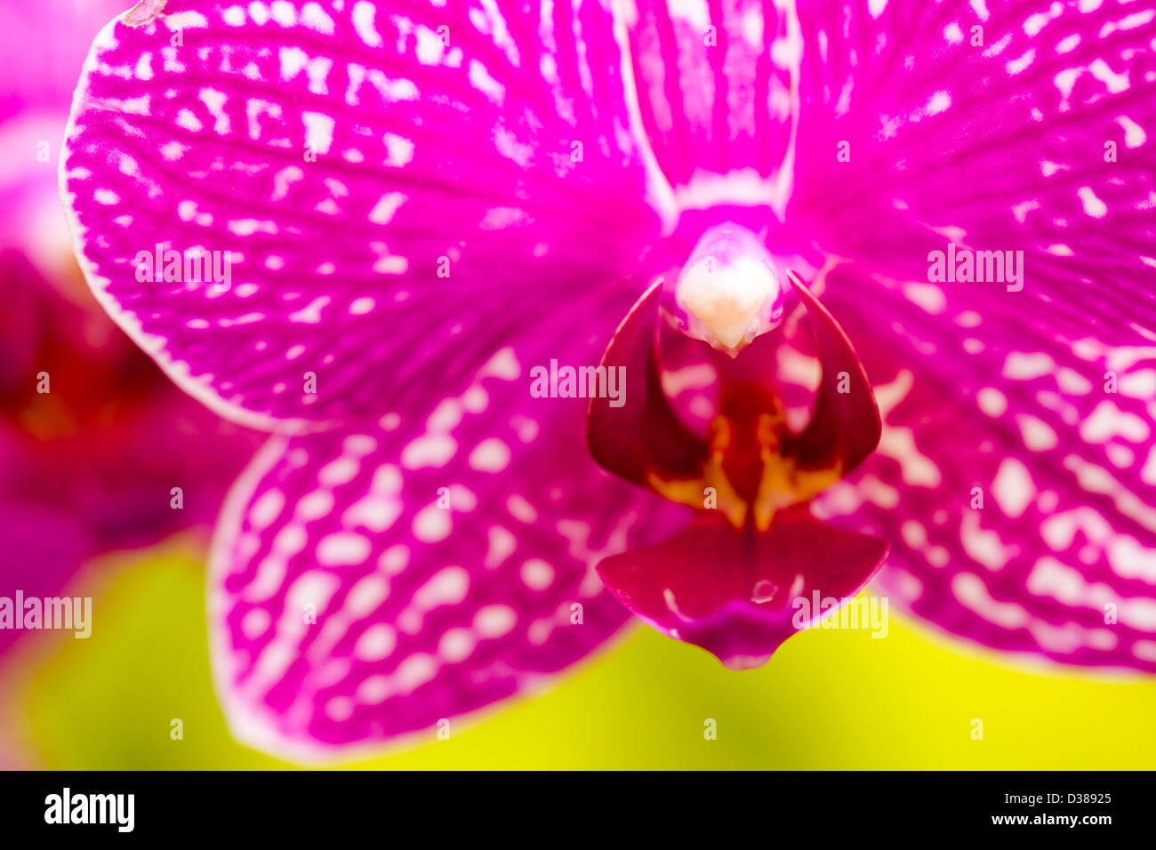 Close up of colorful orchid plants in full blossom Stock Photo - Alamy