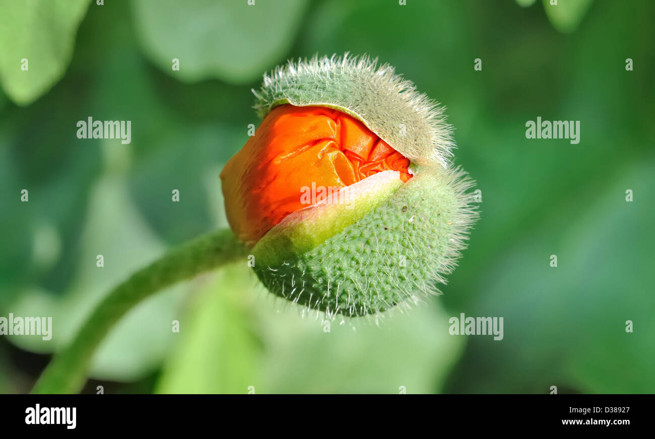 close up of a poppy flower beginning to open Stock Photo - Alamy