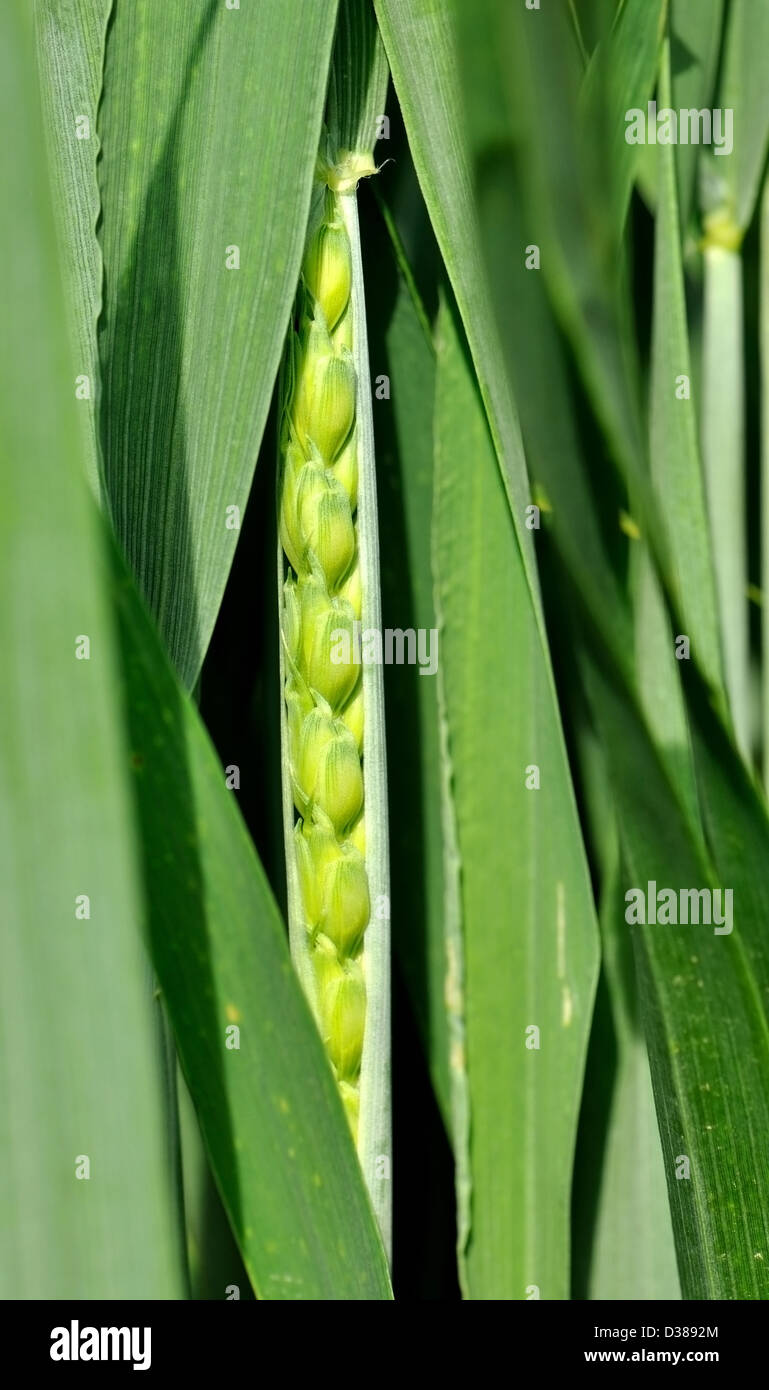 rise of an ear of wheat in green foliage Stock Photo - Alamy